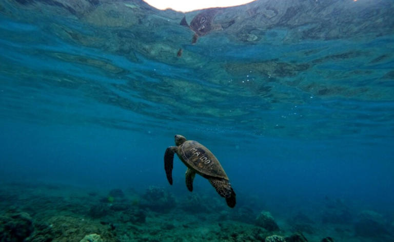 Hawaiians thought these sea turtles had graffiti on their backs. It led ...