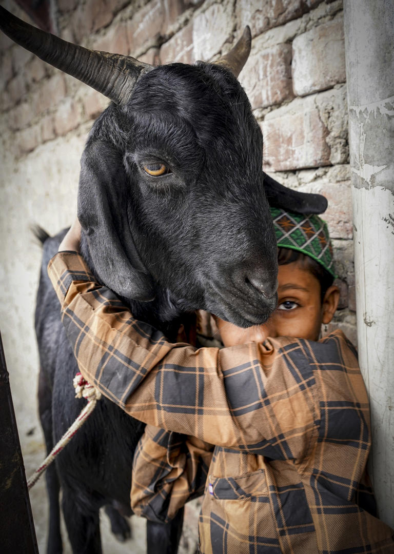 In Loni, Muslim families celebrate Bakrid with slices of goat-shaped ...