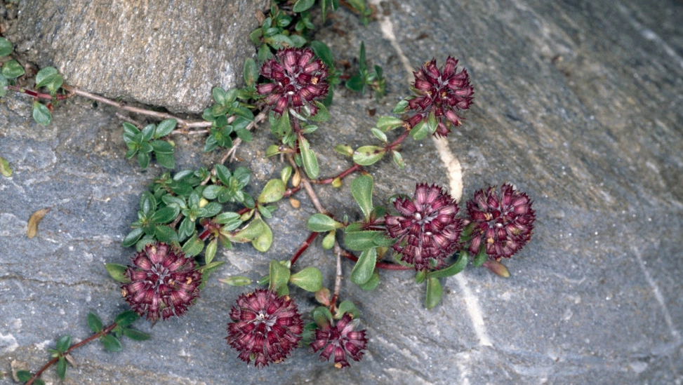 Creeping thyme secrets for a dreamy garden