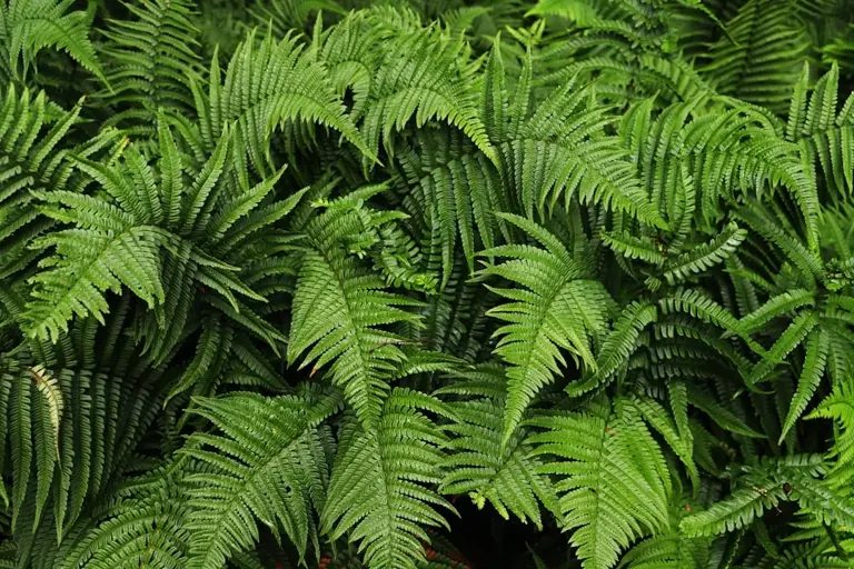 What your go-to fern says about your patience and attention to detail