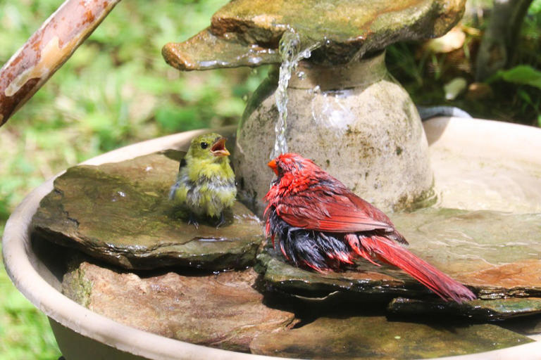 The right way to clean a bird bath (and keep birds safe)