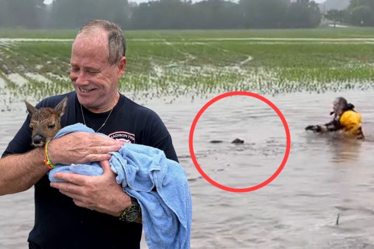 Moment baby deer is plucked from fast-flowing river by rescuer