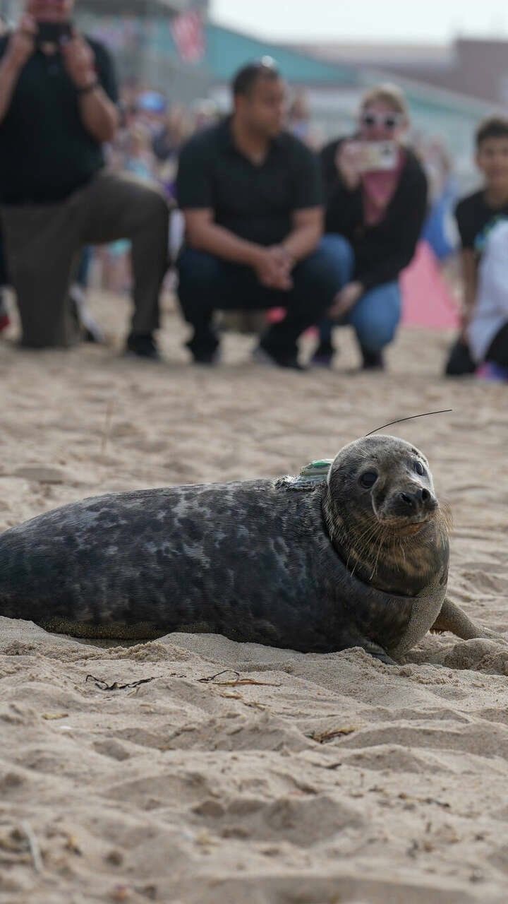 Mystic Aquarium releases Cannoli the gray seal at Rhode Island beach ...