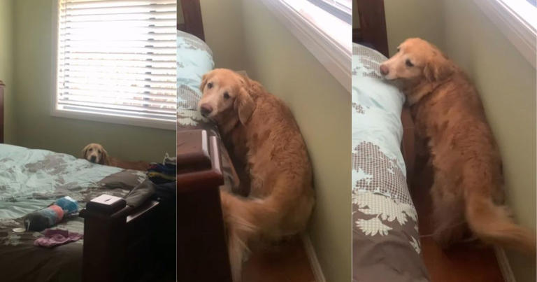 Senior golden retriever will never stop needing mom's comfort when life ...
