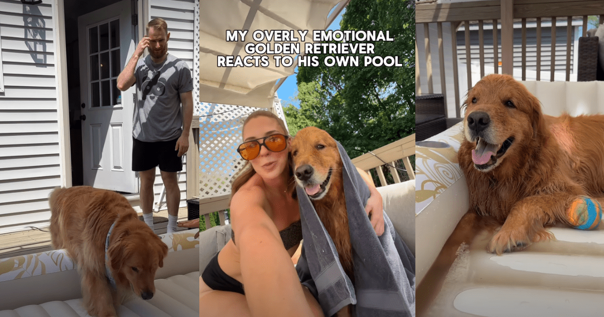 Overly emotional golden retriever's reaction to new pool goes viral