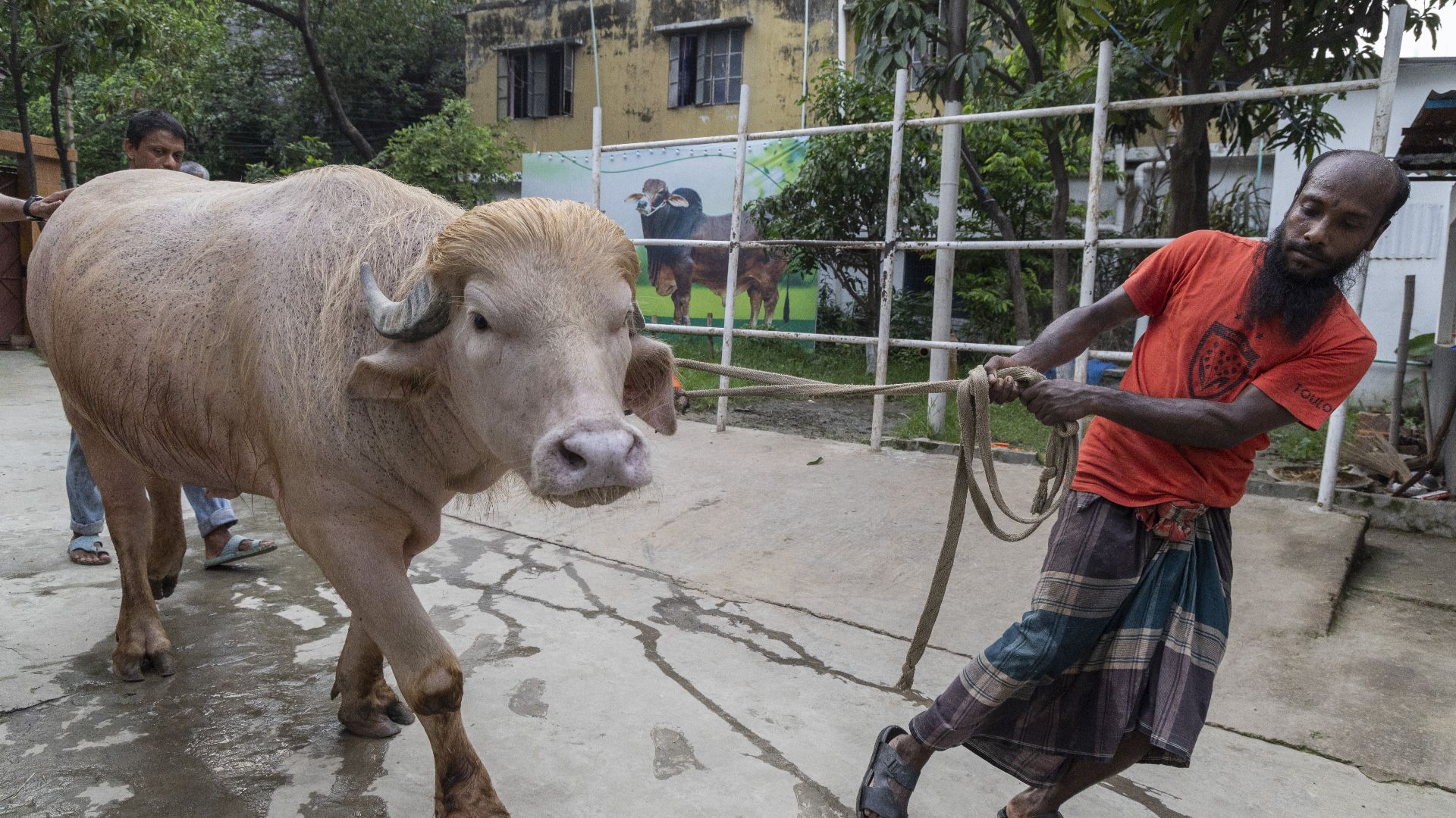 Donald Trump look-alike buffalo spared from sacrifice after internet fame