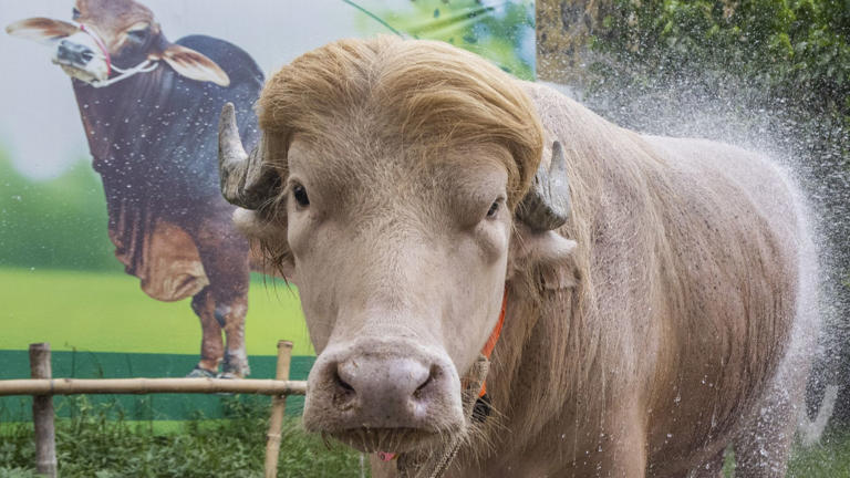 Donald Trump look-alike buffalo spared from sacrifice after internet fame