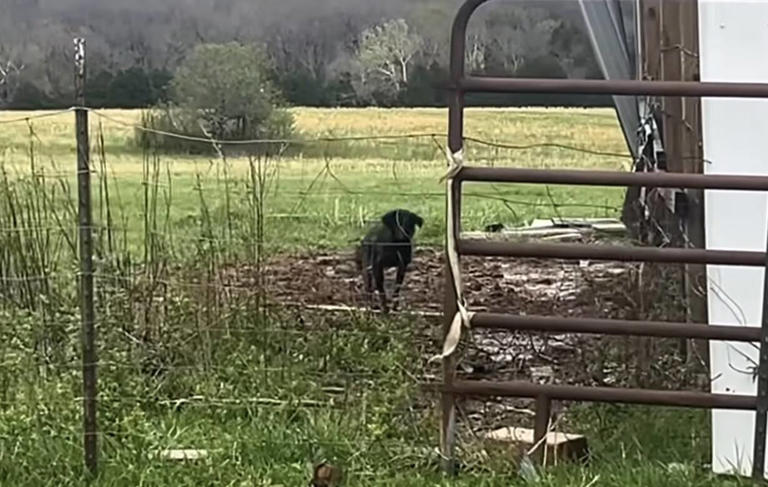 Farmer spots mysterious dog pacing near shed — and realizes she’s ...