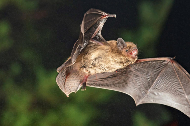 Electromagnetic noise can send migrating bats off course, with effects ...