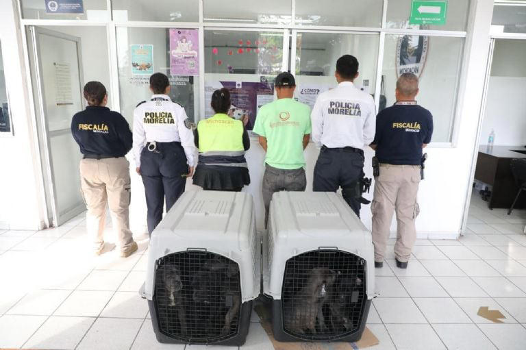 FGE investiga venta ilegal de seres sintientes; rescatan a 8 cachorros ...