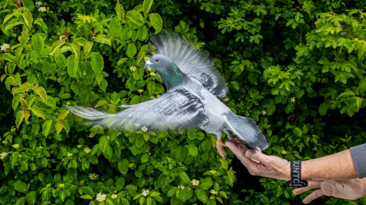 Study reveals pigeons navigate using their livers