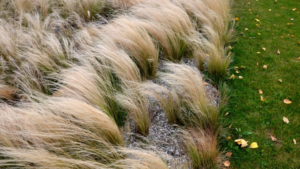 Federgras: Mit diesen Gartenpflanzen harmoniert das Ziergras perfekt ...
