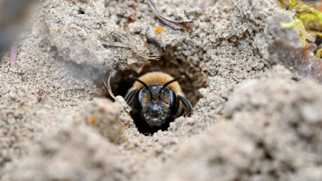 A NY cemetery has been hiding 5.5 million bees underground for a century