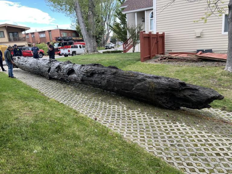 A 50-foot log removed from Tahoe Keys Homeowners Channel