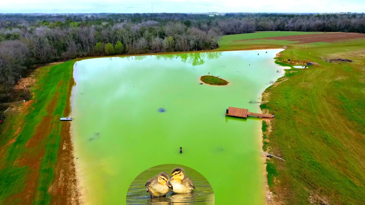 Building a 5 acre pond! (Baby ducks hatched)