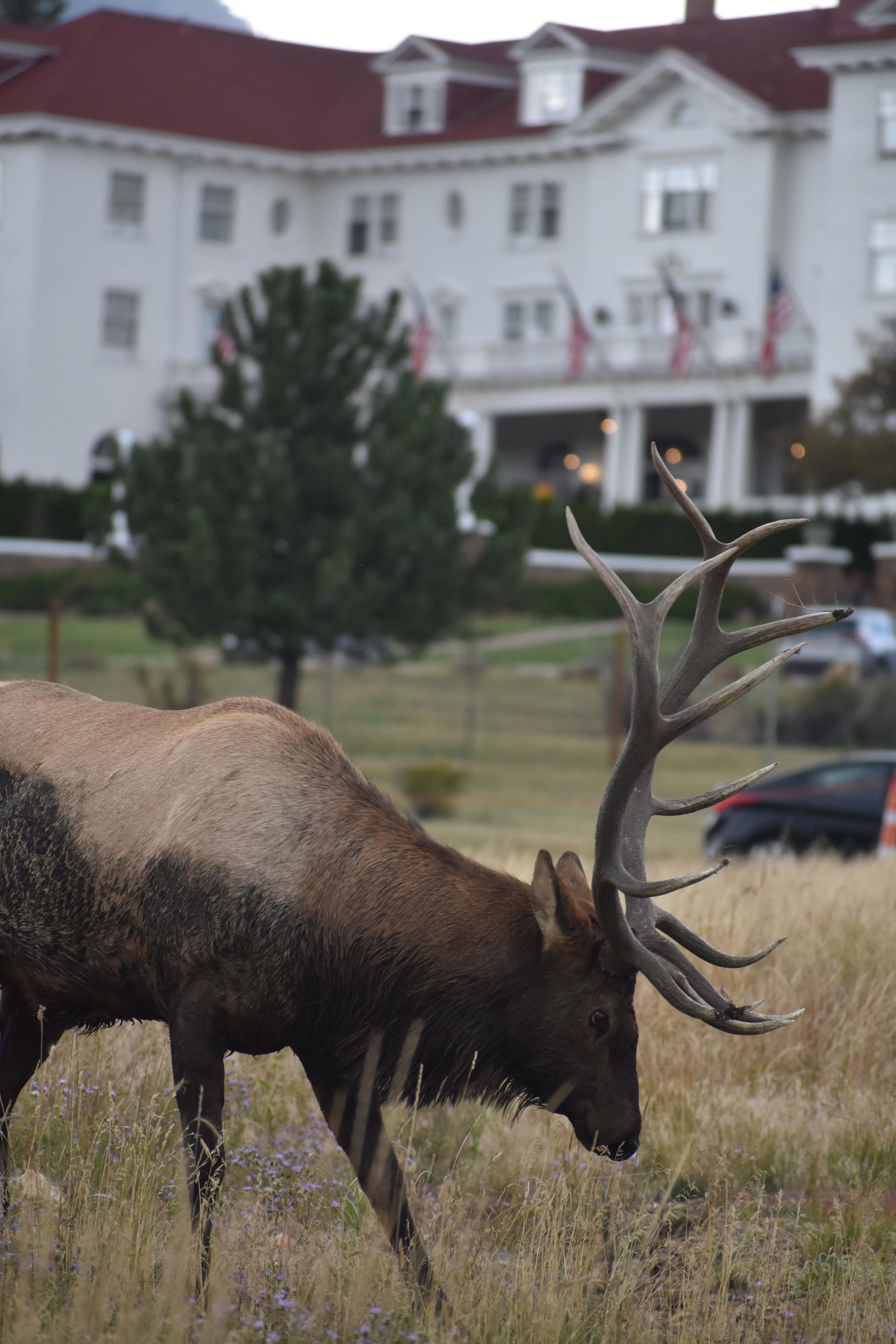 Estes Park warns visitors to be alert for aggressive mother elk