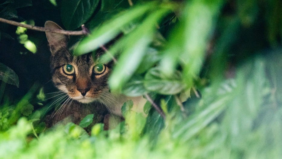 Why your cat can’t resist a cardboard box