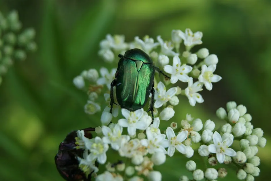 The invasive insect threatening ash trees across the Midwest – and how ...