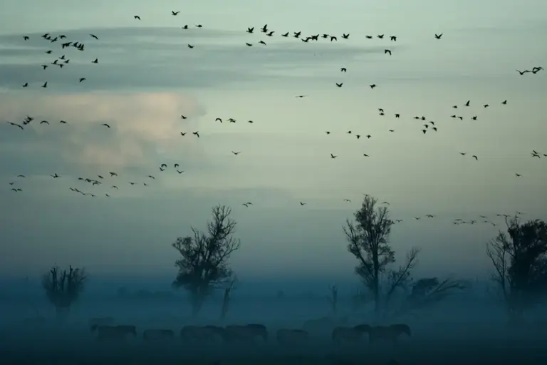 Why a moving water feature is the ultimate magnet for migrating birds