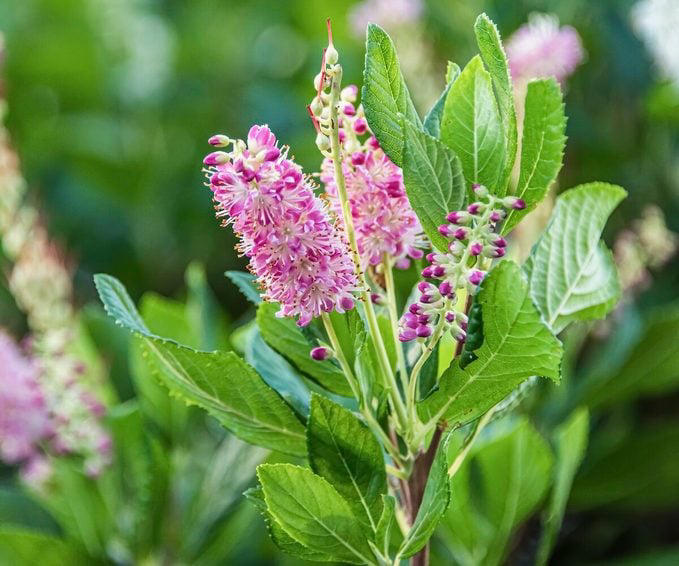 Top 10 fragrant flowers for floral scent lovers