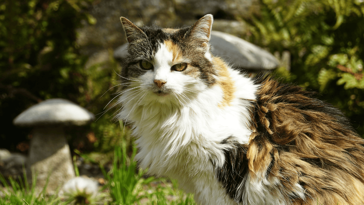 Un champignon transmis par les chats aux humains se répand en Amérique ...