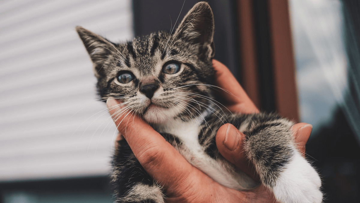 The secret language of cats: 9 gestures that mean love and gratitude