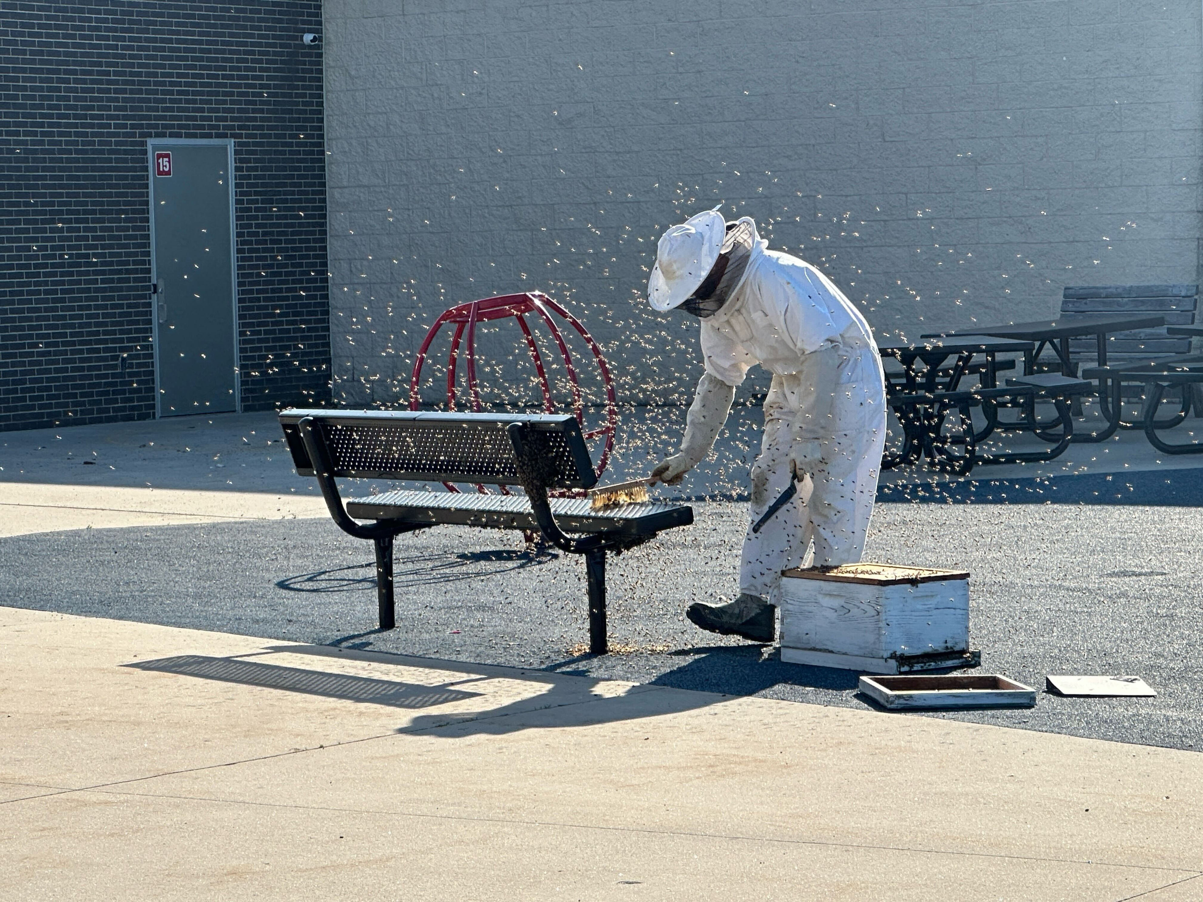 Math teacher helps remove bee swarm from Sturgeon Bay school playground