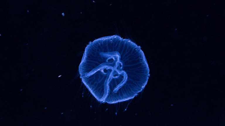 Marine biologists just filmed a brand-new deep-sea jellyfish 14,000 ...