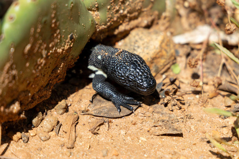Guatemalan bearded lizards hatch at Zoo Atlanta