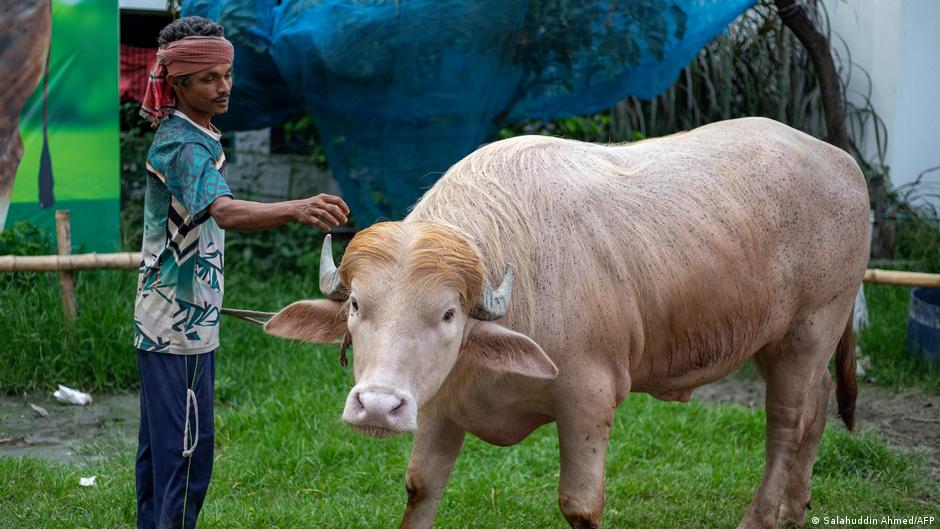 Buffalo with 'Trump' coiffure spared slaughter, moved to zoo