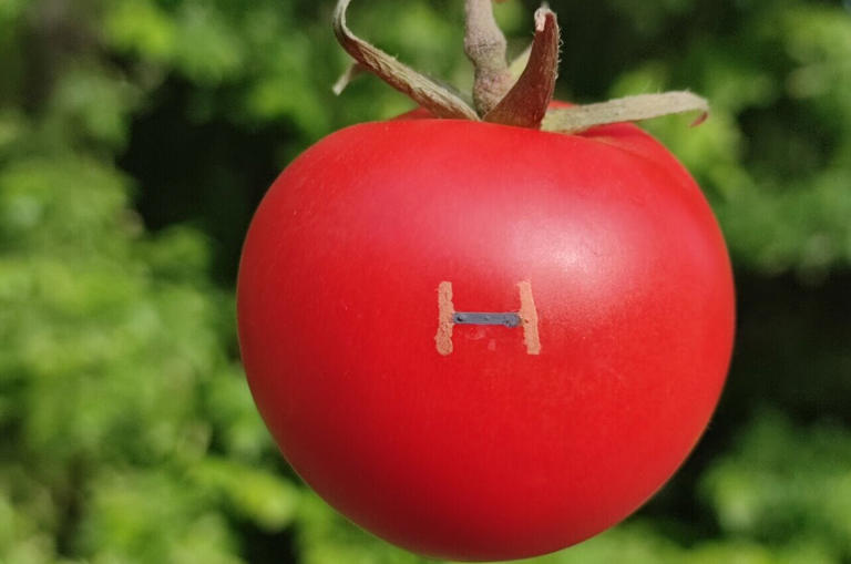 Biobased magnetic sensors printed from iron and cellulose rival some ...