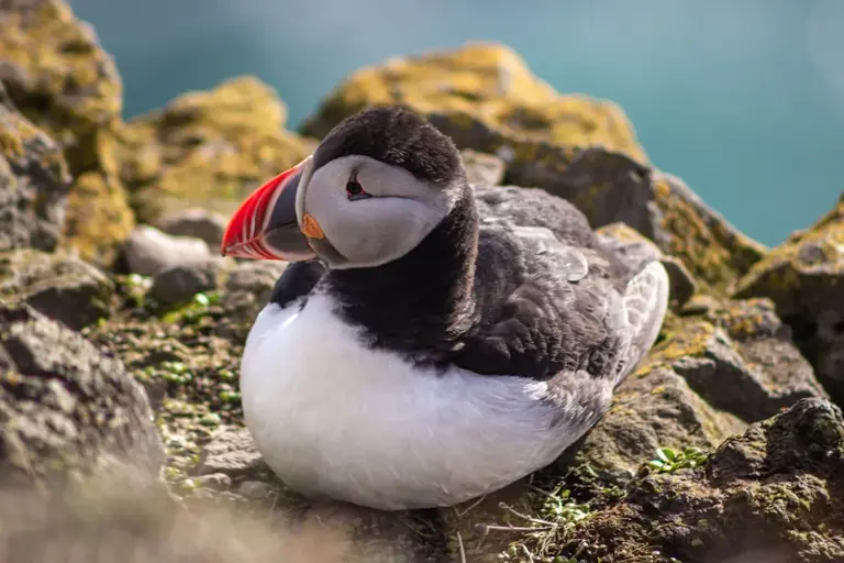 Exploring Iceland's Westfjords: A remote escape for true nature enthusiasts
