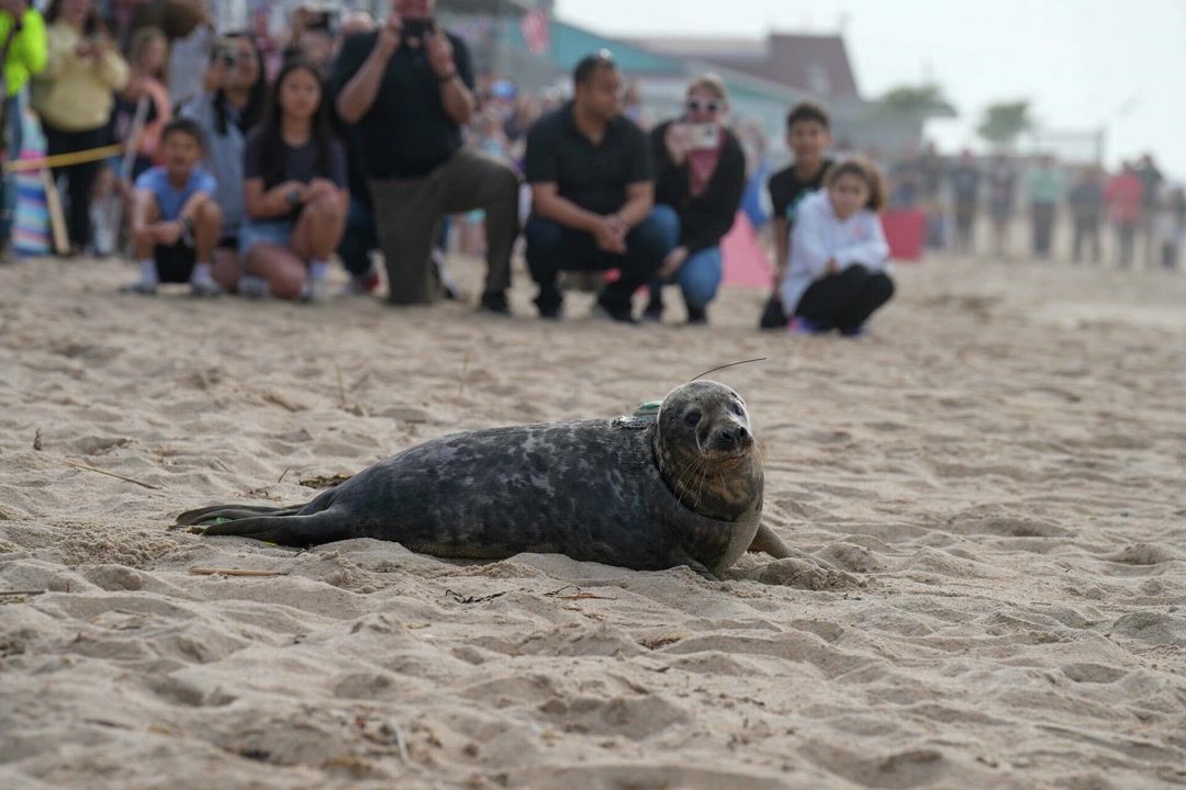Mystic Aquarium releases Cannoli the gray seal at Rhode Island beach ...