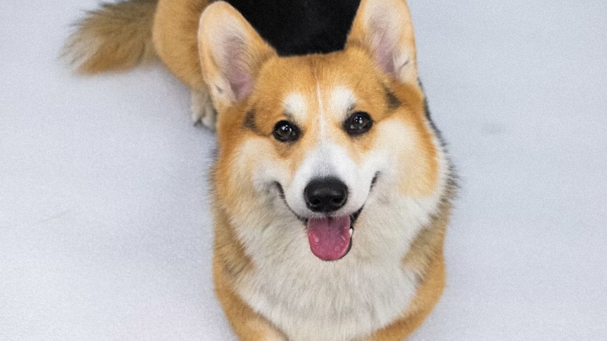 You could be poisoning your pet without realizing it: The hidden danger ...