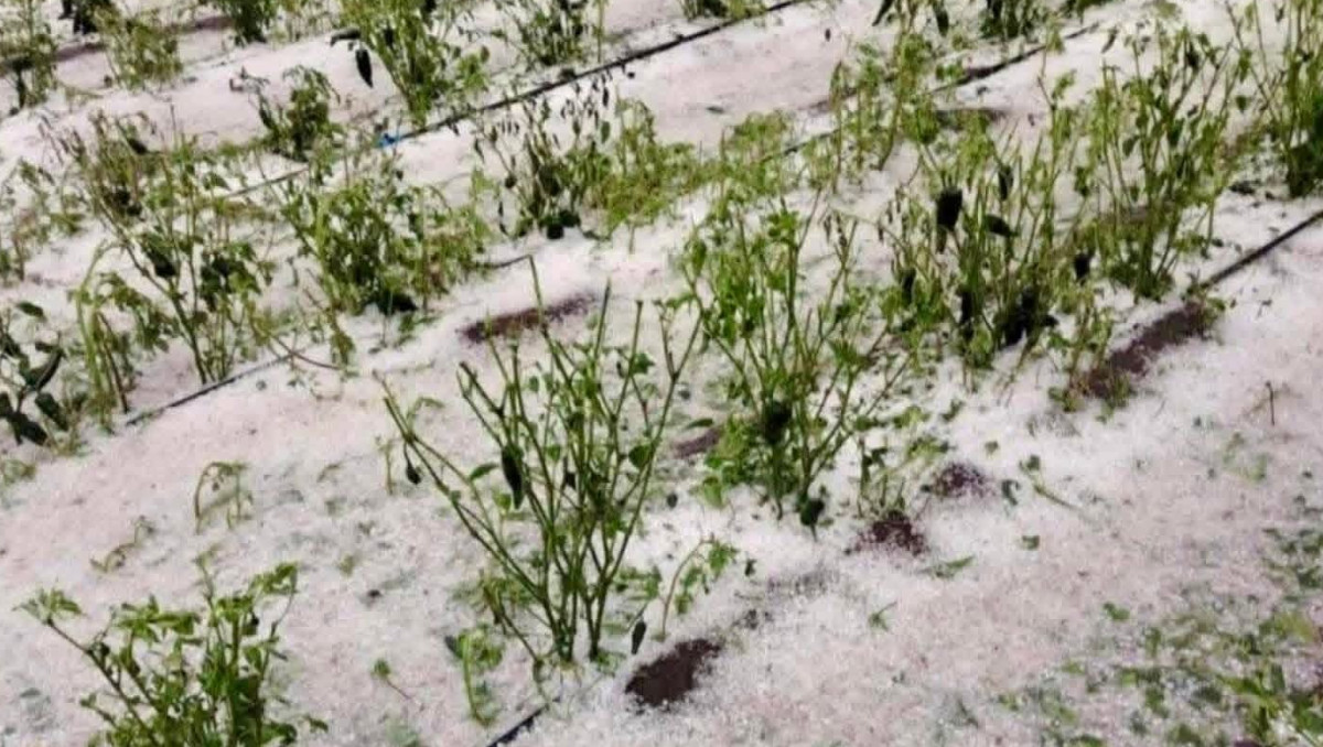 Granizada afectó 170 hectáreas en región Izta-Popo; activan fondo de ...