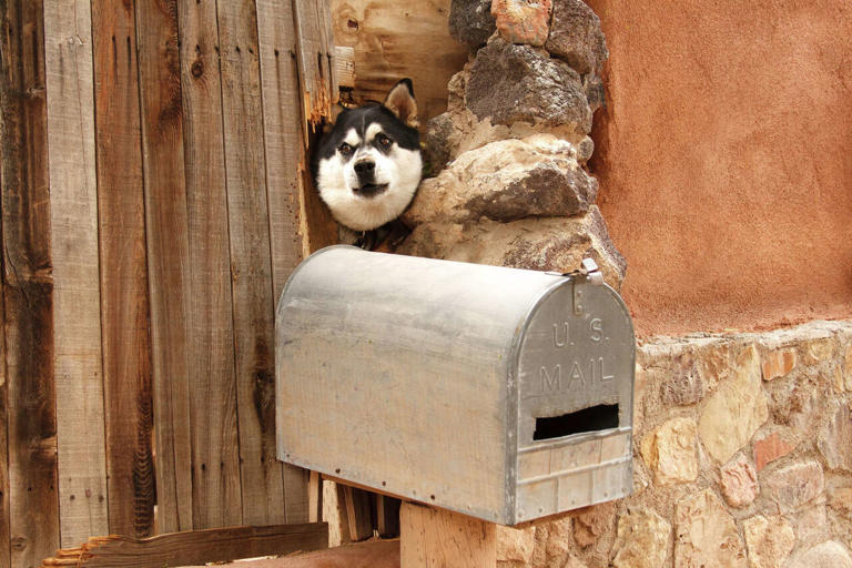 USPS says Illinois, Michigan, Missouri and Texas top 10 for dog attacks