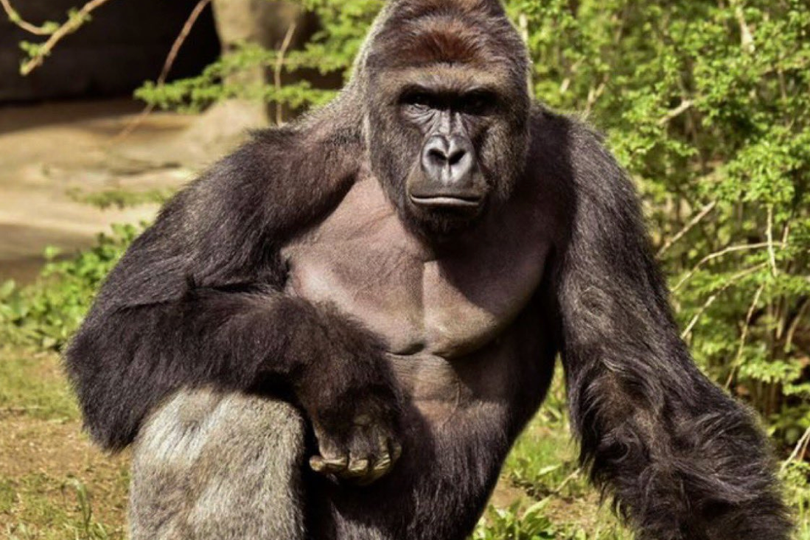 White House posts bizarre rambling memorial for 'true patriot' Harambe ...