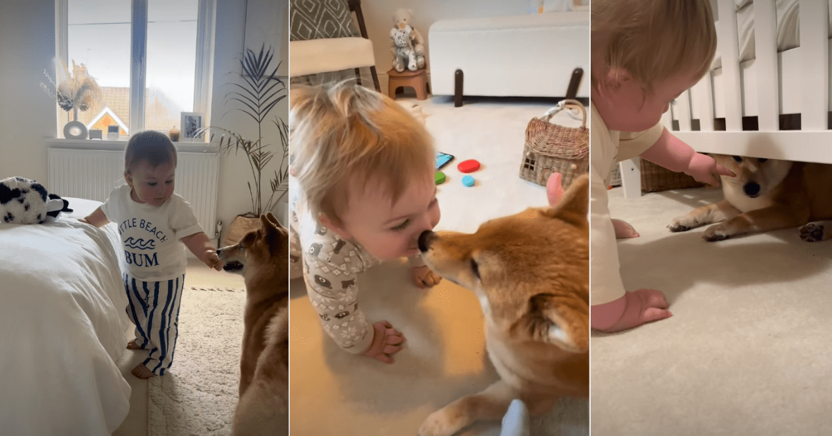 Dog stays by baby's side through every precious moment in life