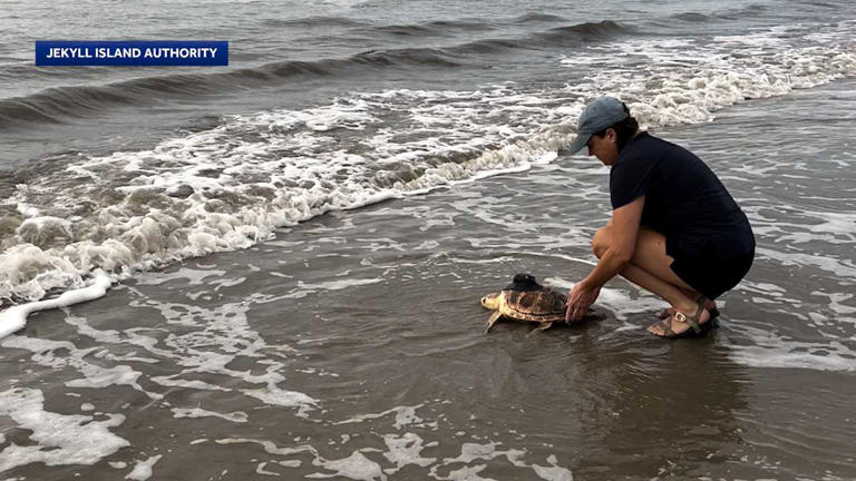 Rare hybrid sea turtle returns to ocean after undergoing months of ...