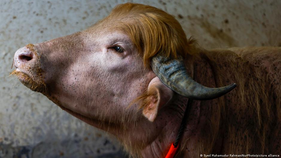 Buffalo with 'Trump' coiffure spared slaughter, moved to zoo
