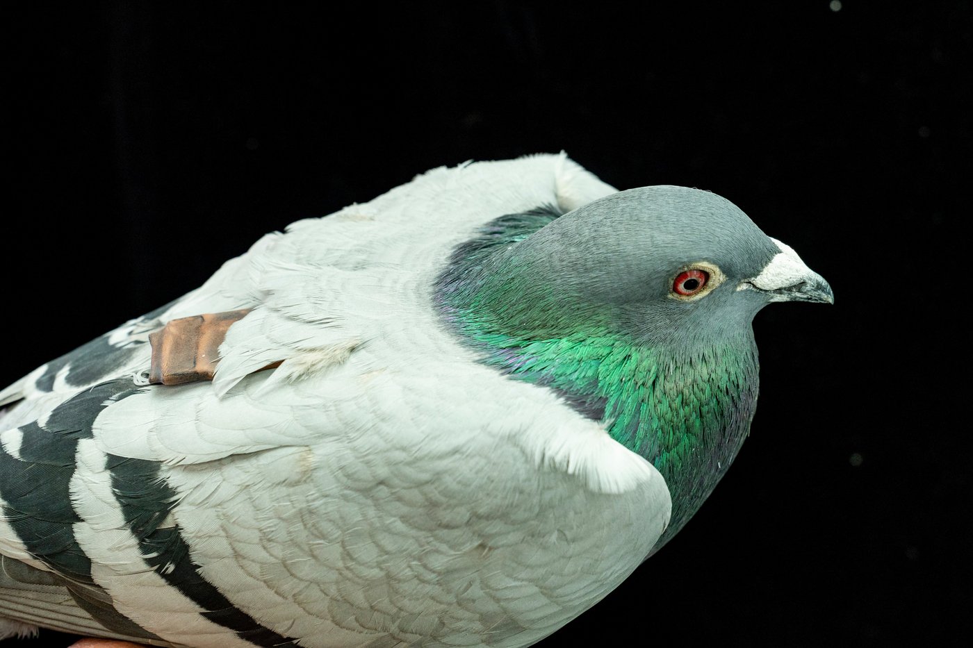 Pigeons may be navigating with their liver, study suggests