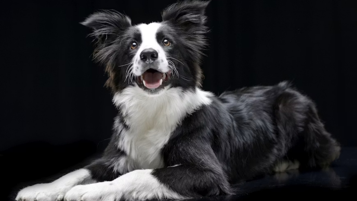 The 8 most hyperactive dog breeds (and how to survive the cuteness)
