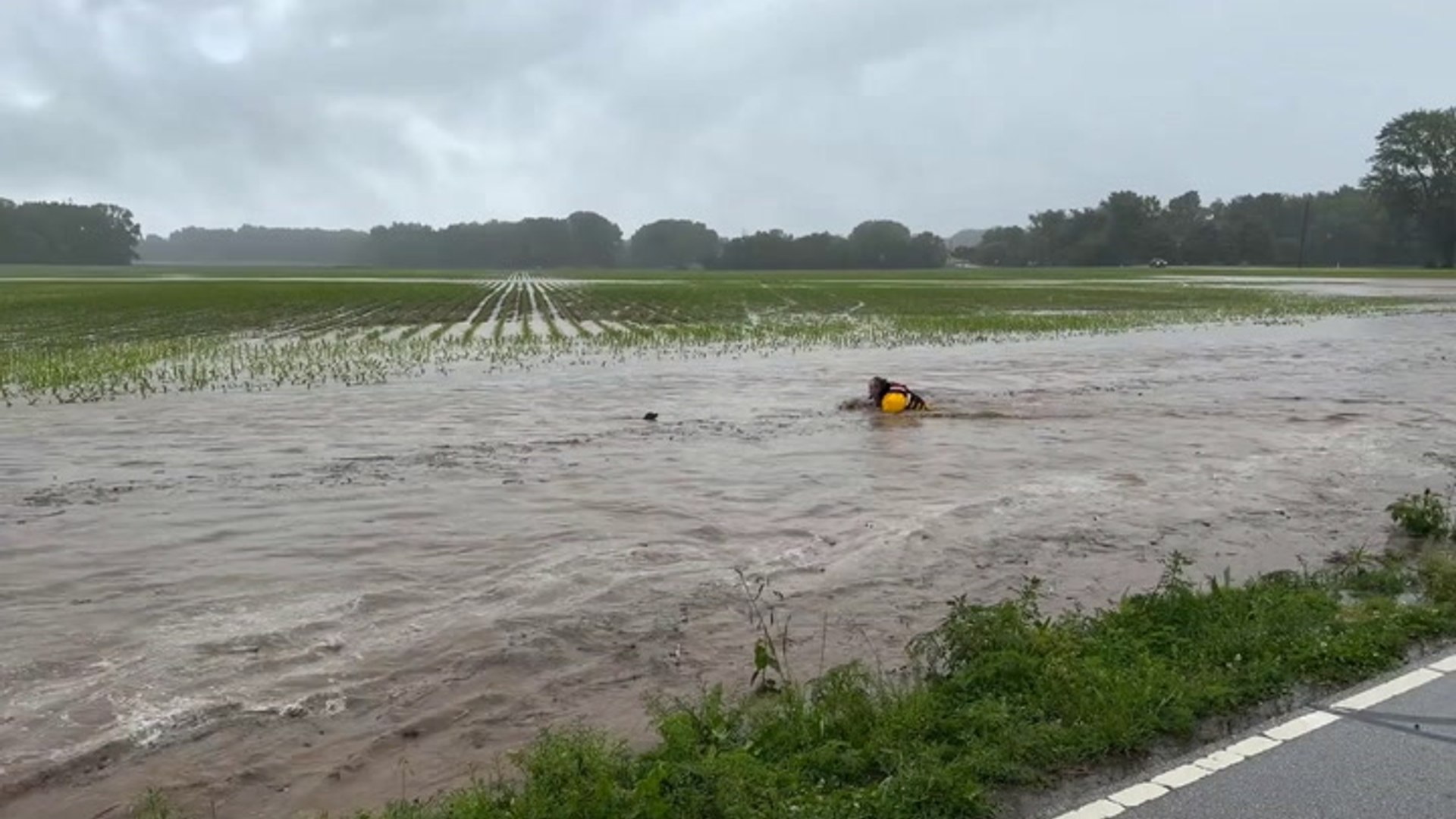 Dramatic moment baby deer is plucked from flooded, fast-flowing river ...