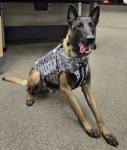 Crossett police K-9 Raven to receive donated body armor