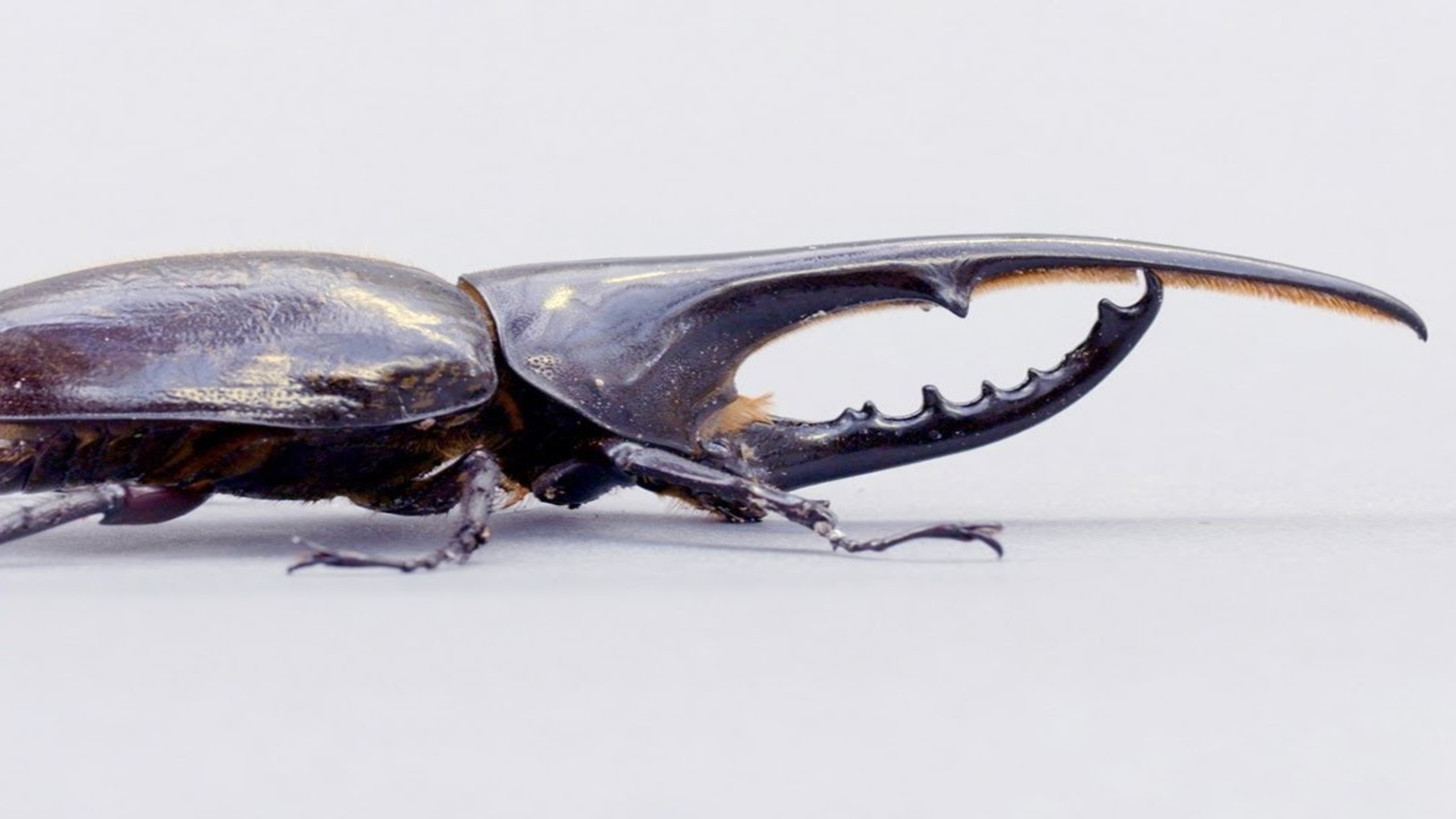Hercules beetle, the giant insect with incredible strength