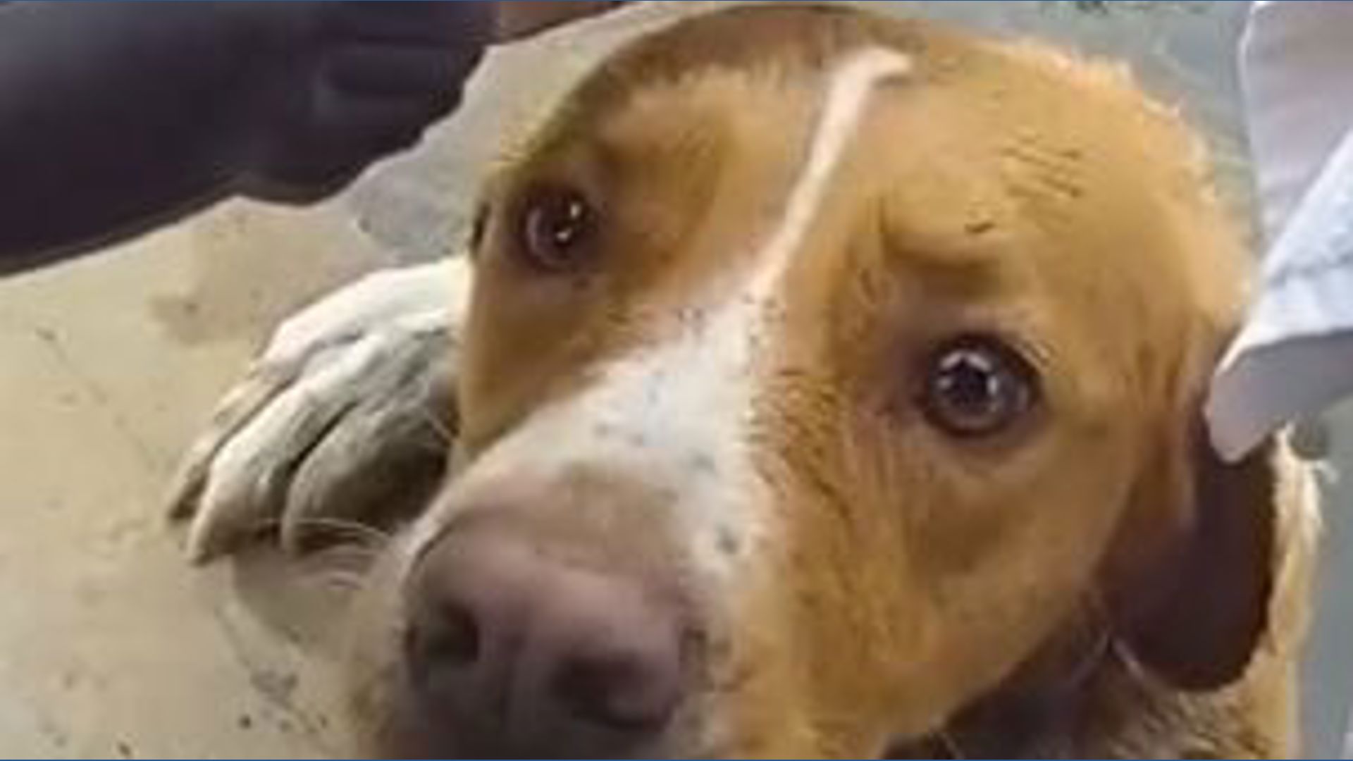 Dog trapped in pond at golf course rescued by Colorado police