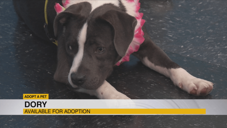 Adopt Dory, she's a great pet