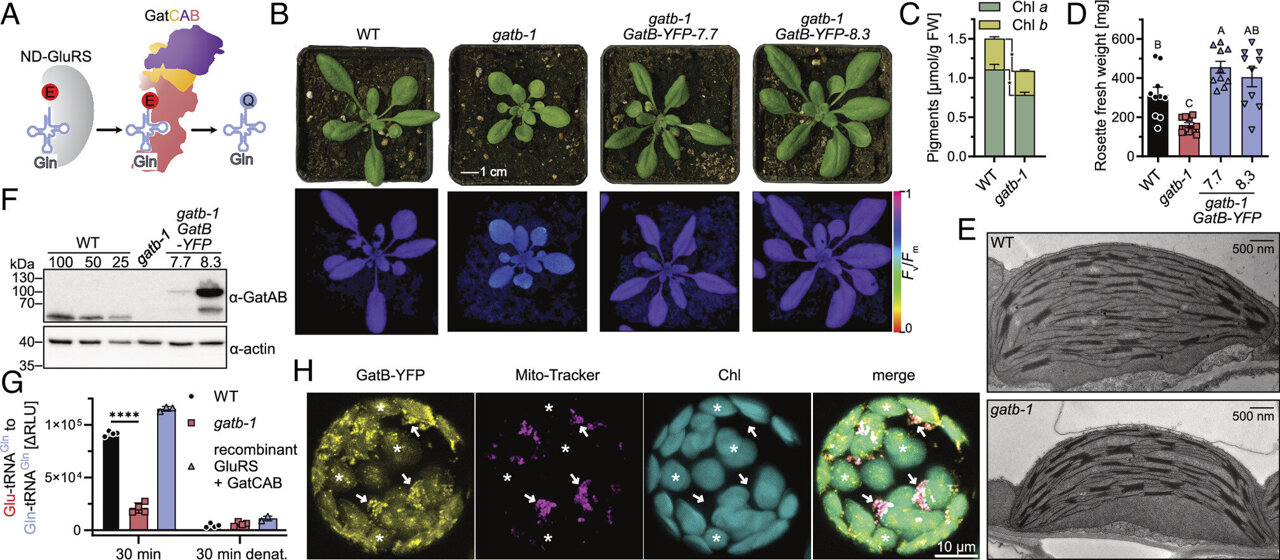 Plants exhibit remarkable tolerance to protein translation errors