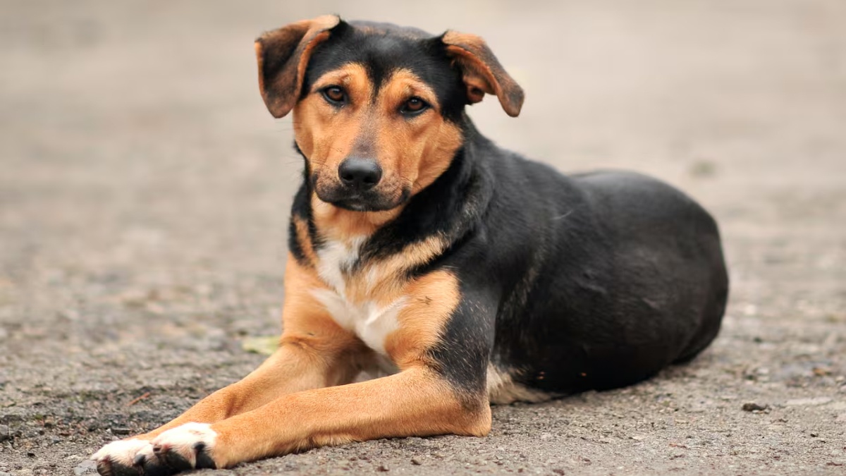 Why do mixed-breed dogs get sick less often and live longer?