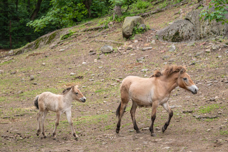 A horse species was declared extinct in the wild; now it’s having foals ...